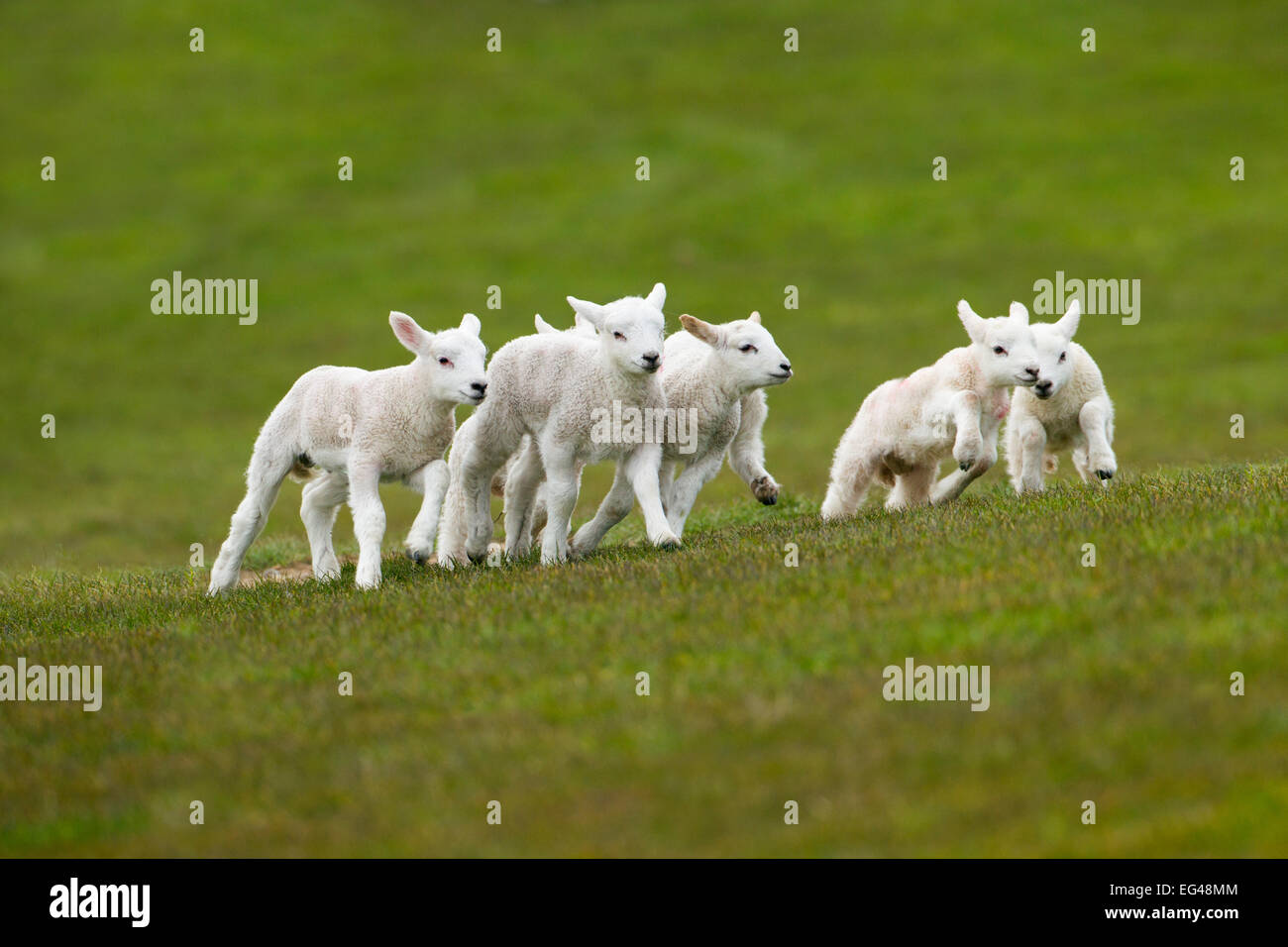 Spring lambs running in green grass field hi-res stock photography and ...