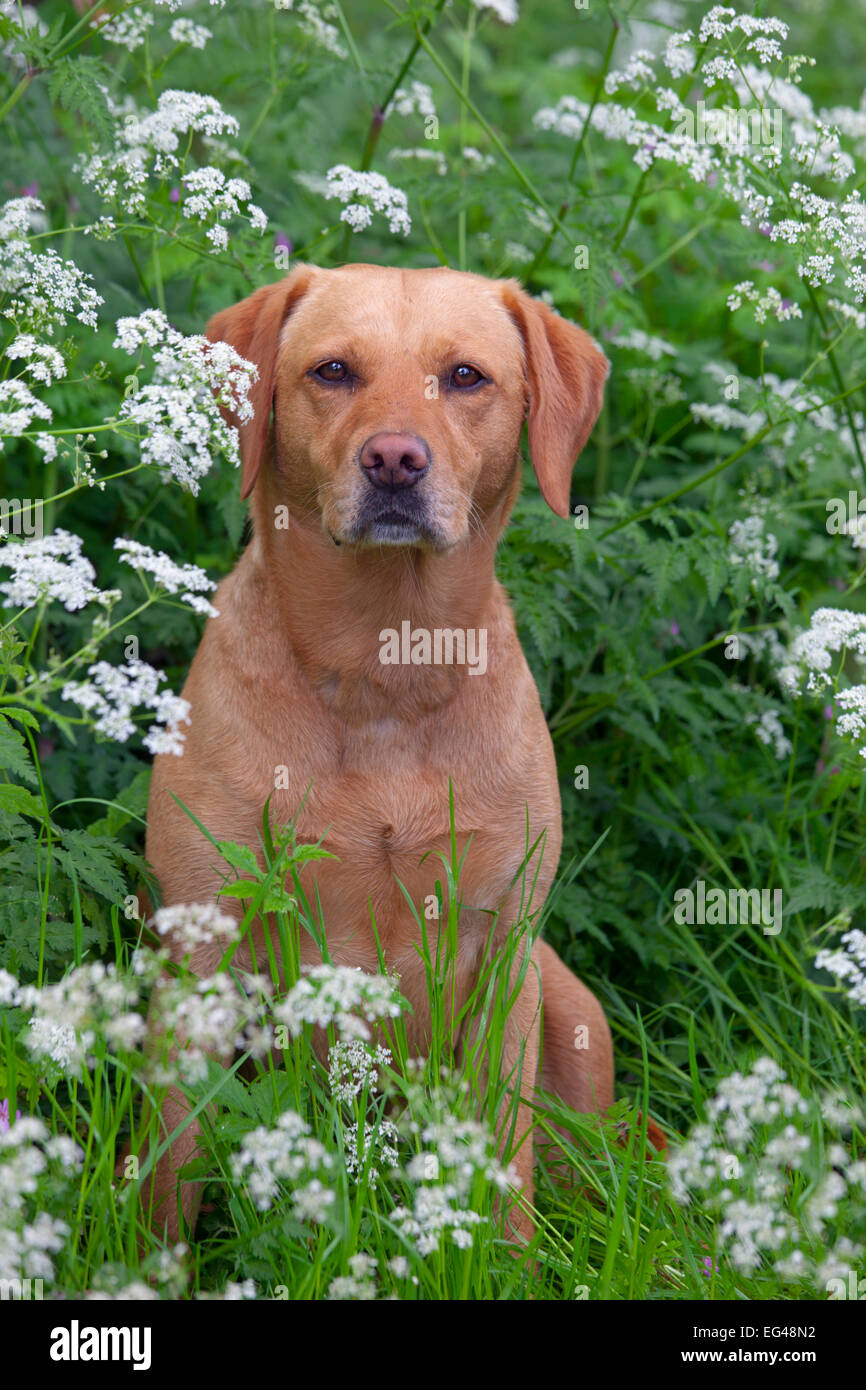 Yellow Labrador portrait in wild flowers Stock Photo - Alamy