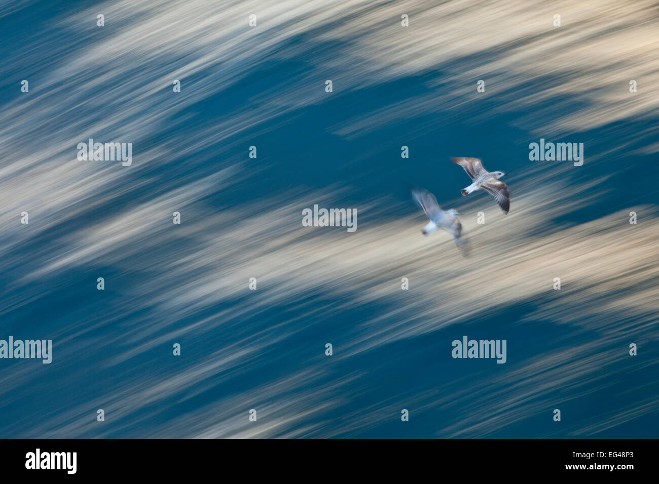 Two juvenile Atlantic yellow legged gulls (Larus michahellis) in flight ...