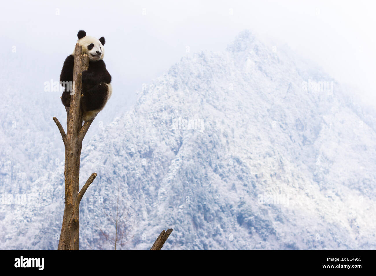 Giant panda (Ailuropoda melanoleuca) at the top tree Sichuan China ...