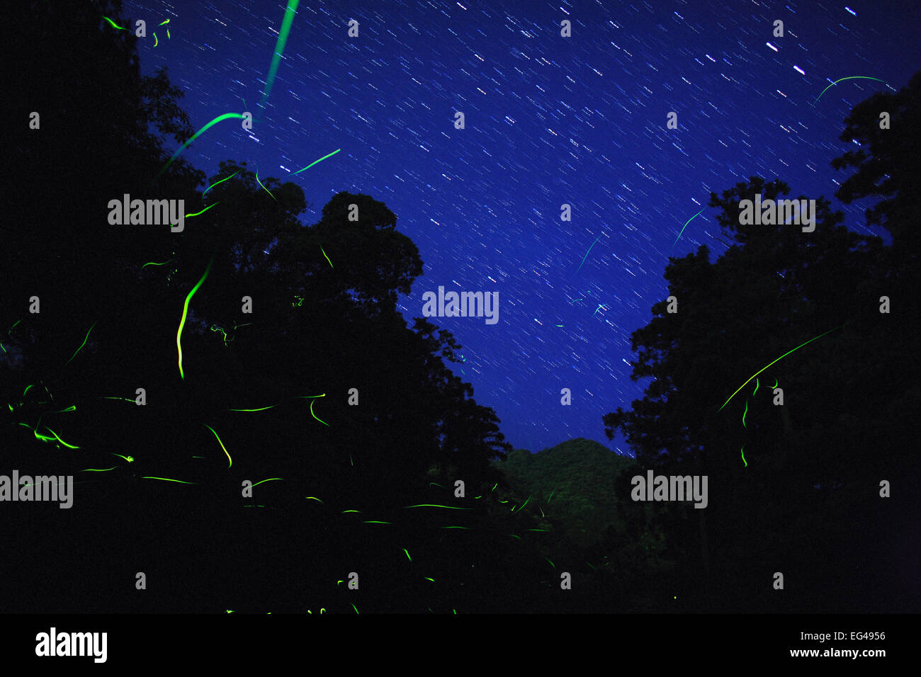 Japanese fireflies (Luciola cruciata) in flight at night endemic ...