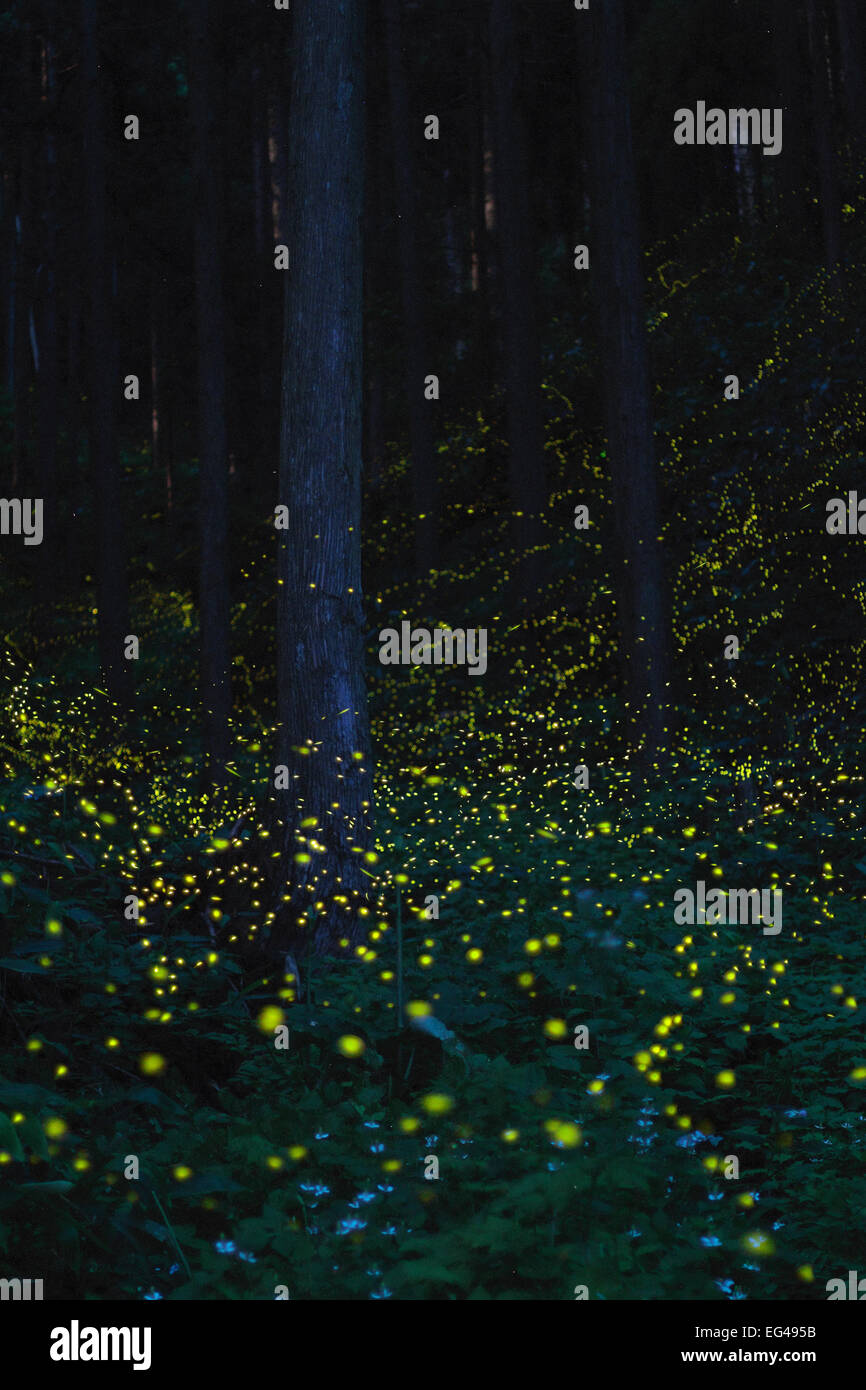 Japanese fireflies (Luciola cruciata) in flight at night Japan endemic ...
