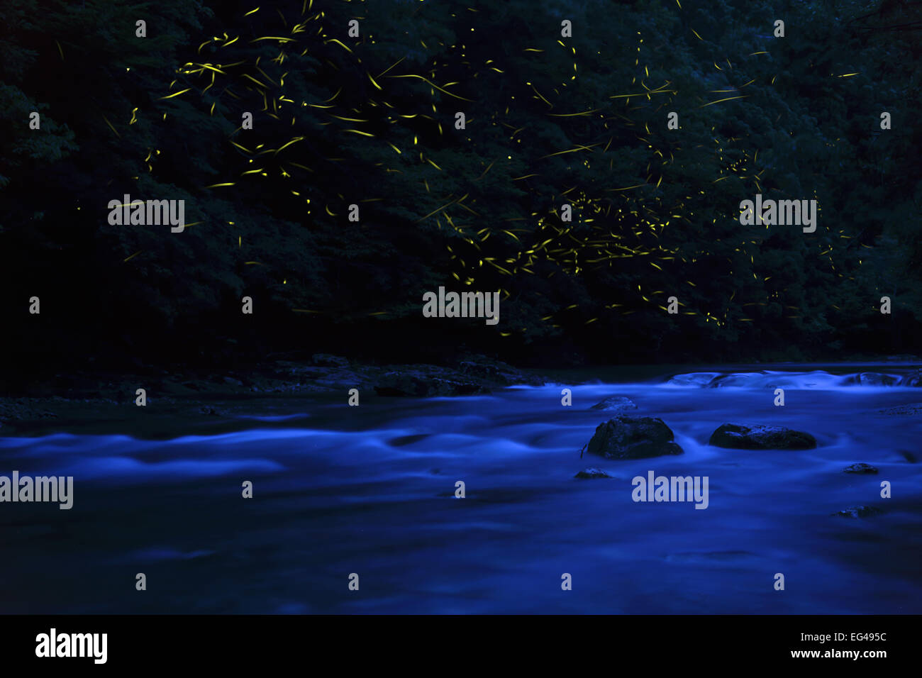 Japanese fireflies (Luciola cruciata) in flight at night Japan endemic ...