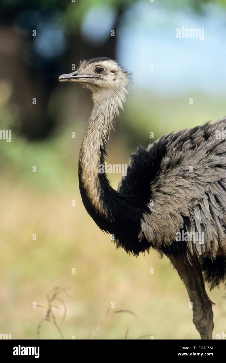 Greater rhea rhea americana rheidae hi-res stock photography and images ...