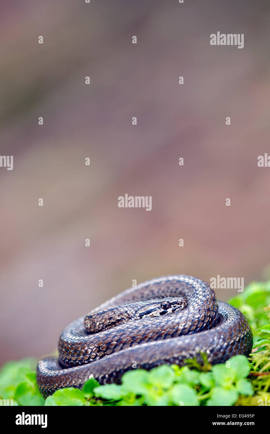 Dipsadidae hi-res stock photography and images - Alamy