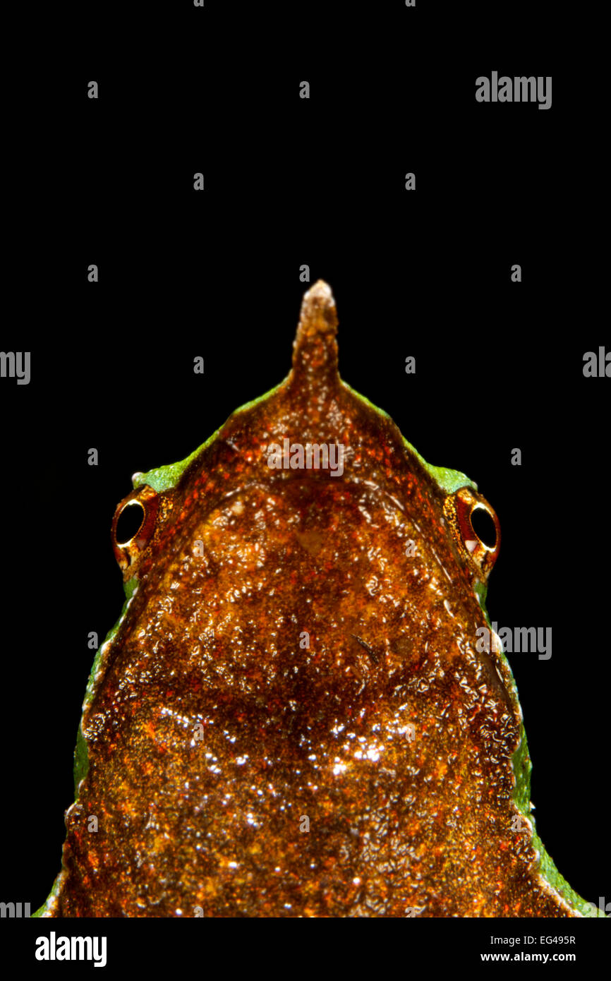 Portrait Darwin"s Frog (Rhinoderma darwinii) Chile Vulnerable species ...