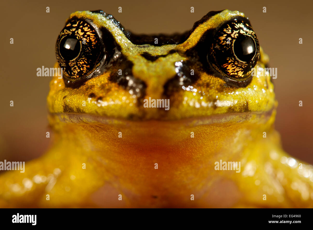 Portrait Spiny-chest Frog (Alsodes norae) endemic to Oncol Park Chile ...