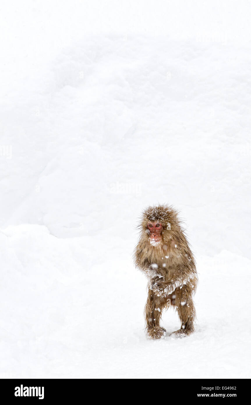 Japanese Macaque (Macaca fuscata) juvenile standing up feet pointed ...