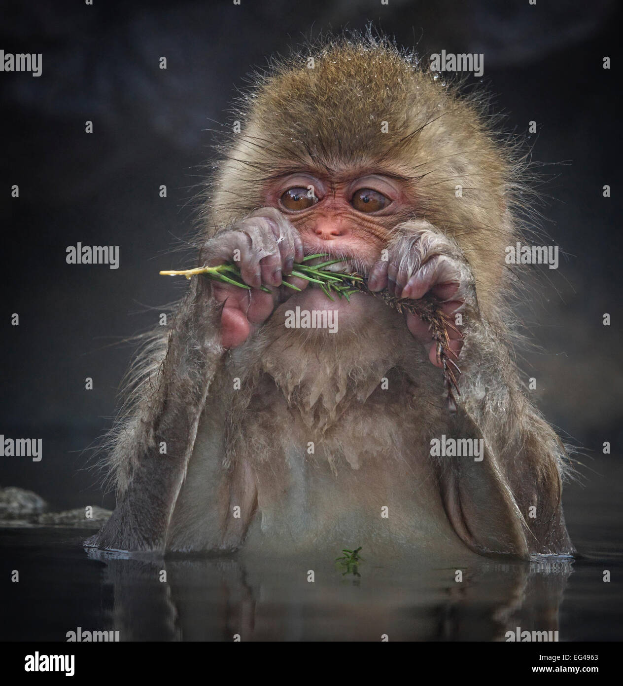 Japanese Macaque (Macaca fuscata) biting needles tree branch while ...
