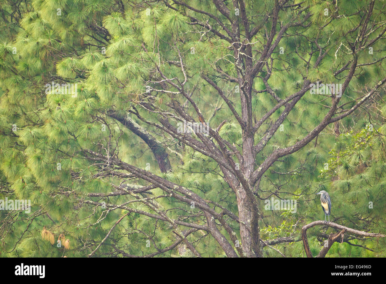 White-bellied Heron (Ardea insignis) in tree Punasangtchu Bhutan ...