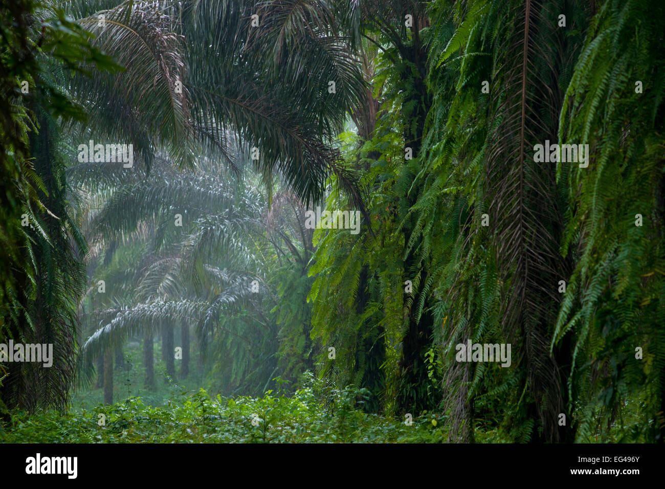 Old abandoned Oil Palm trees (Elaeis guineensis) on the edge plantation ...