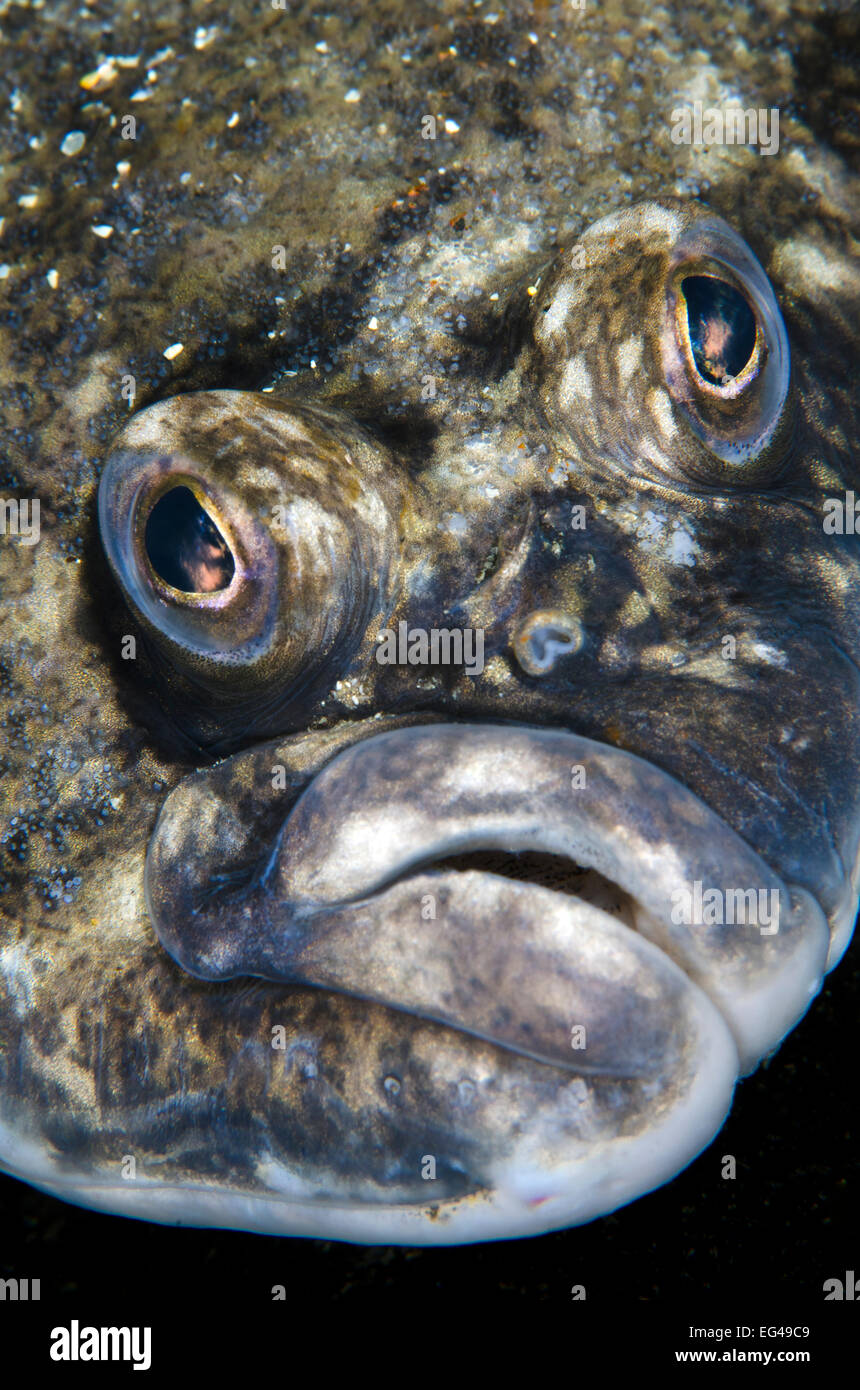 Lemon sole (Microstomus kitt) portrait. Gardur south west Iceland ...