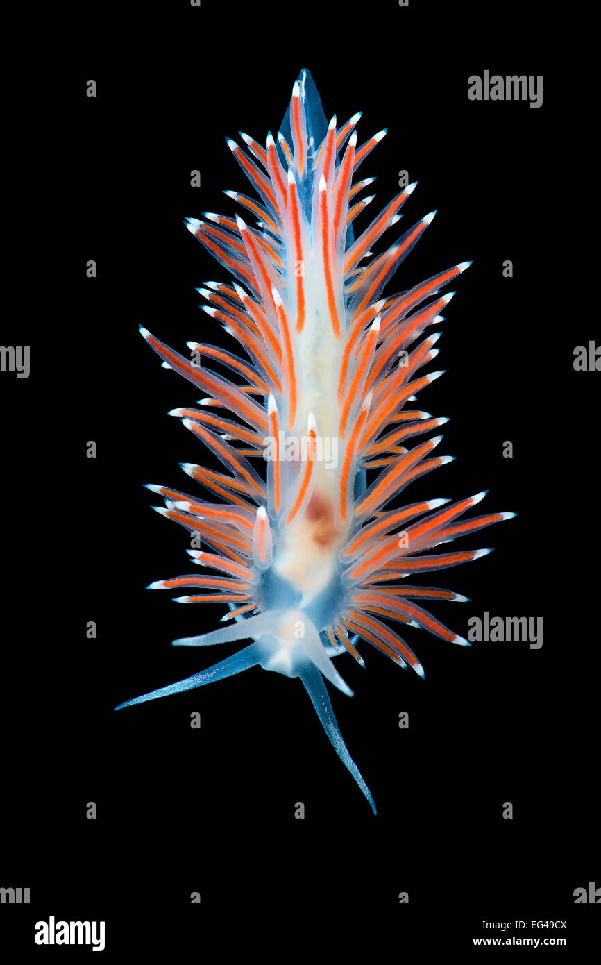 Nudibranch (Flabellina nobilis) photographed in the field aquarium in ...