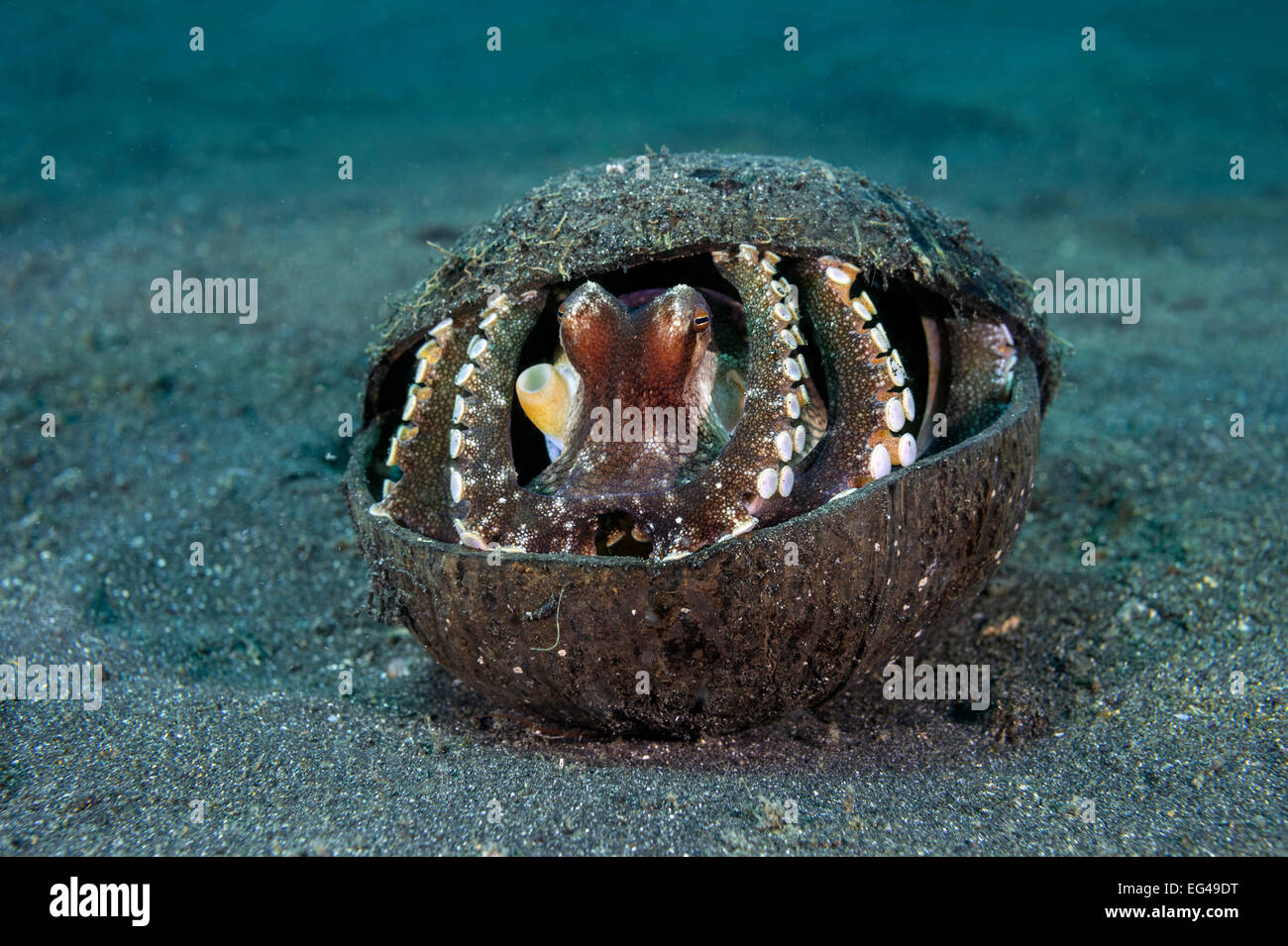 Veined octopus (Amphioctopus marginatus) shelters in discarded coconut ...