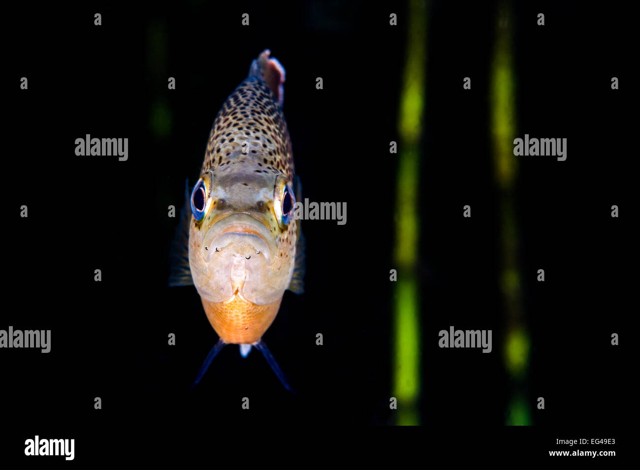 Portrait spotted sunfish (Lepomis punctatus) in front reeds in river ...