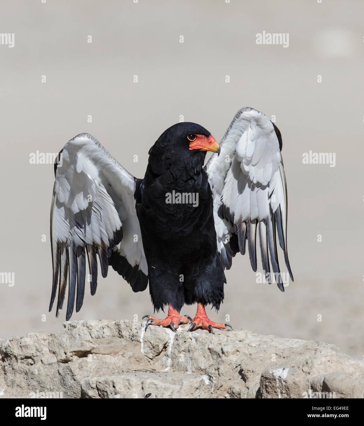 Bateleur Eagle (Terathopius ecaudatus) female stretching wings ...