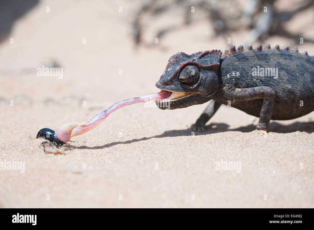 Desert Chameleon (Chamaeleo namaquensis) catching insect Namib desert ...