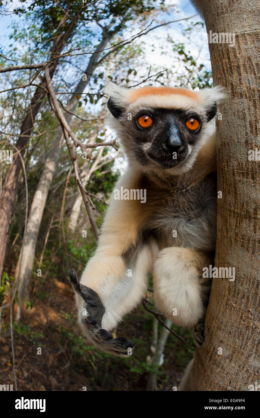 Golden-crowned Sifaka or Tattersall"s Sifaka (Propithecus tattersalli ...