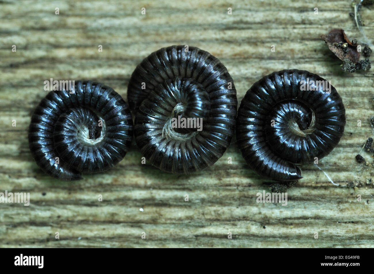 Three millipedes hi-res stock photography and images - Alamy