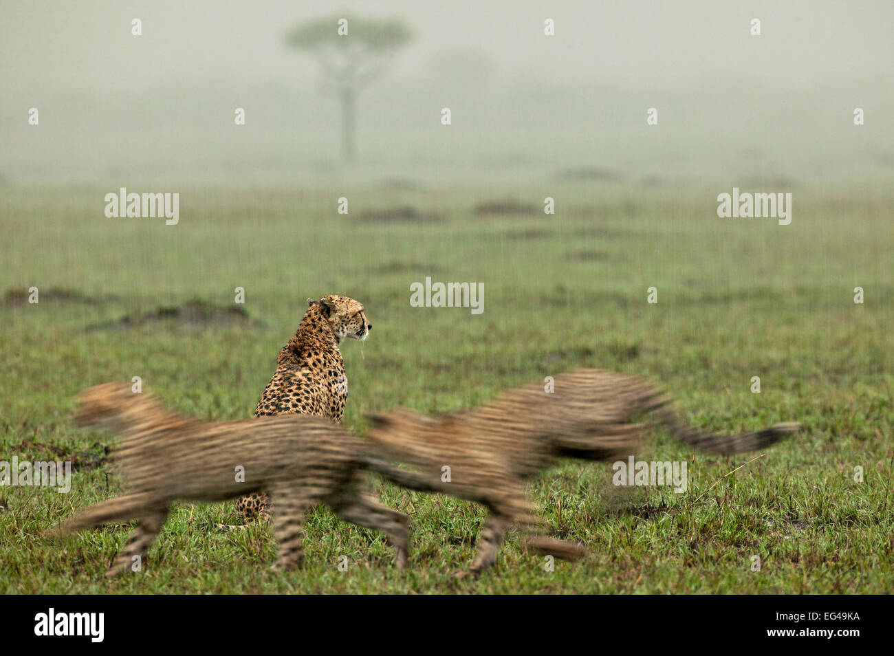 Cheetah (Acinonyx jubatus) young playing in front mother in the rain ...