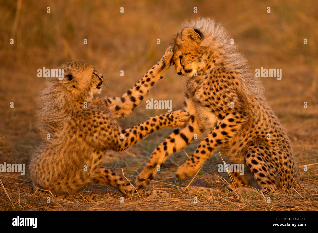 Cheetah paw foot hi-res stock photography and images - Alamy