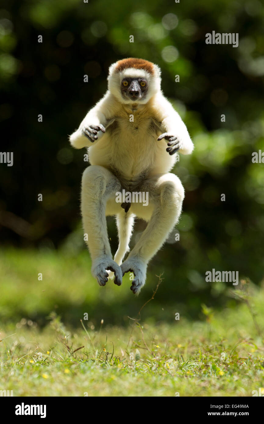 Verreaux s sifaka sifaka hi-res stock photography and images - Alamy