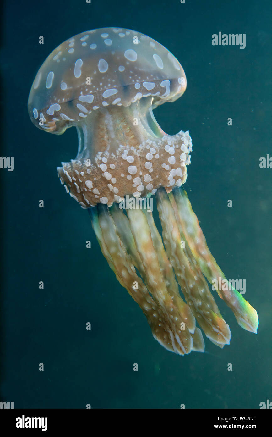 Jellyfish Inanuran Island Danajon Bank Central Visayas Philippines ...
