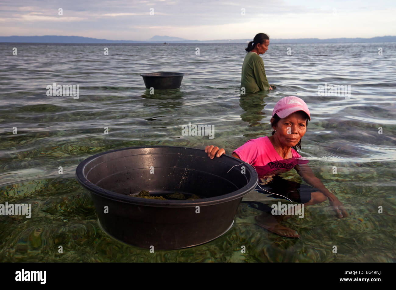 Women gathering mollusc eggs sale at market Bilang Bilangang Island ...