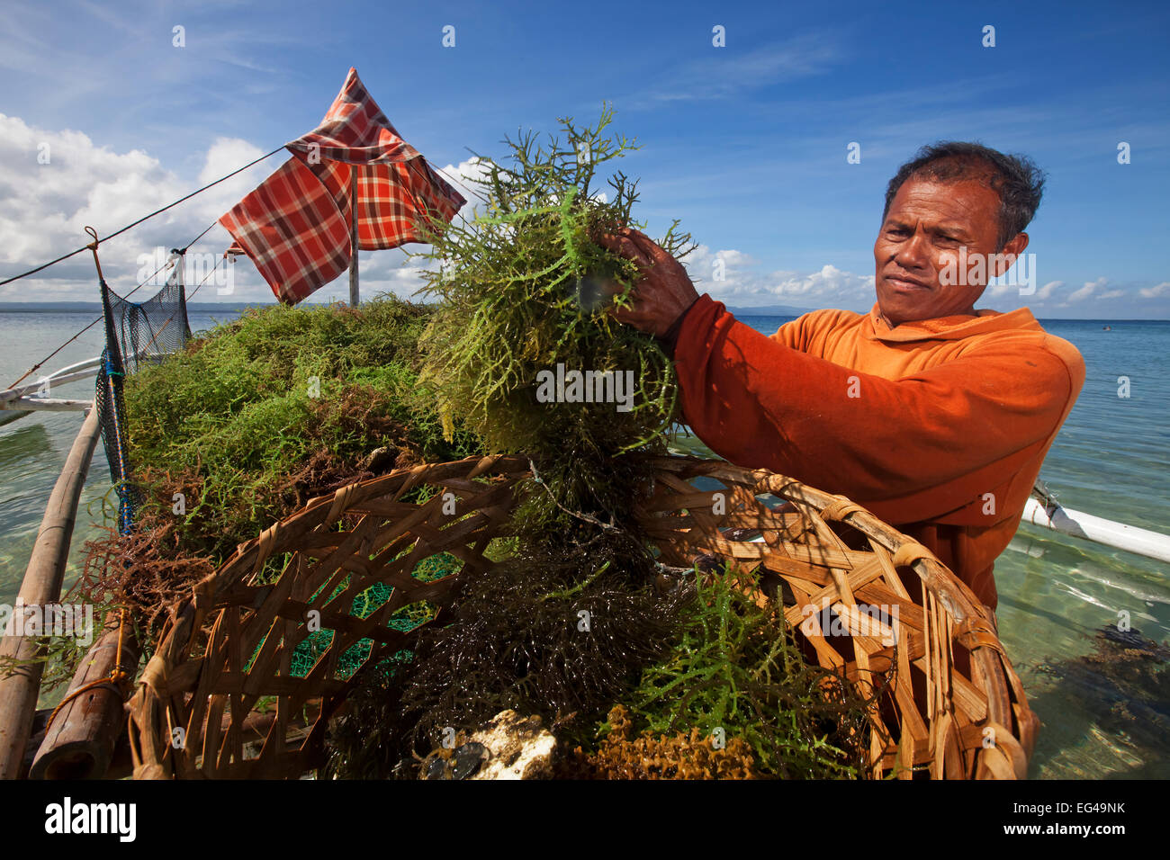 Man unloading seaweed Hambungan Island Danajon Bank Central Visayas ...