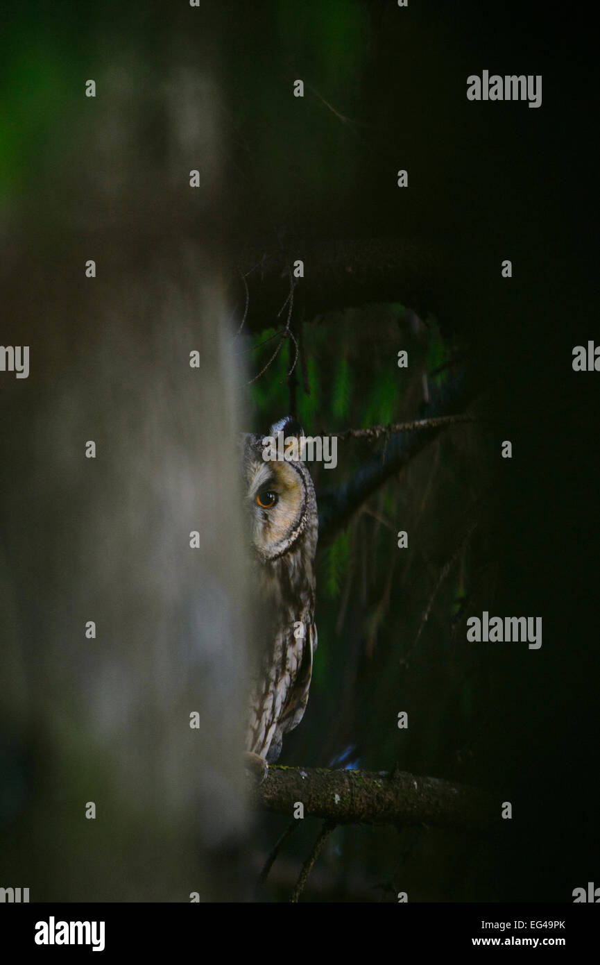 Female Long-eared owl (Asio otus) peeking behind spruce tree Southern ...