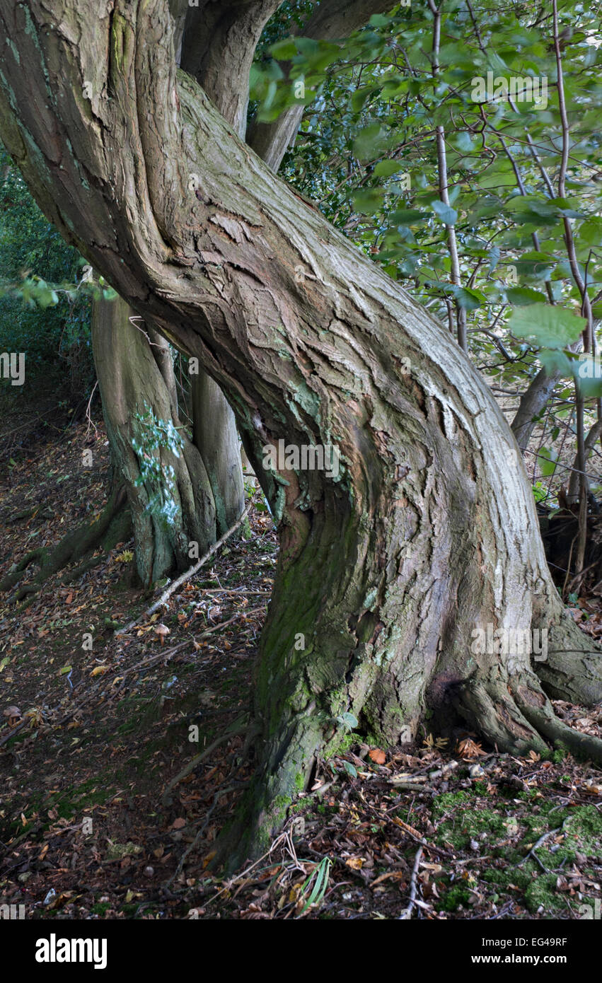 Twisted tree trunk in hedgerow Stock Photo - Alamy