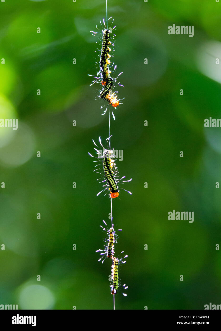 Catipillers hi-res stock photography and images - Alamy