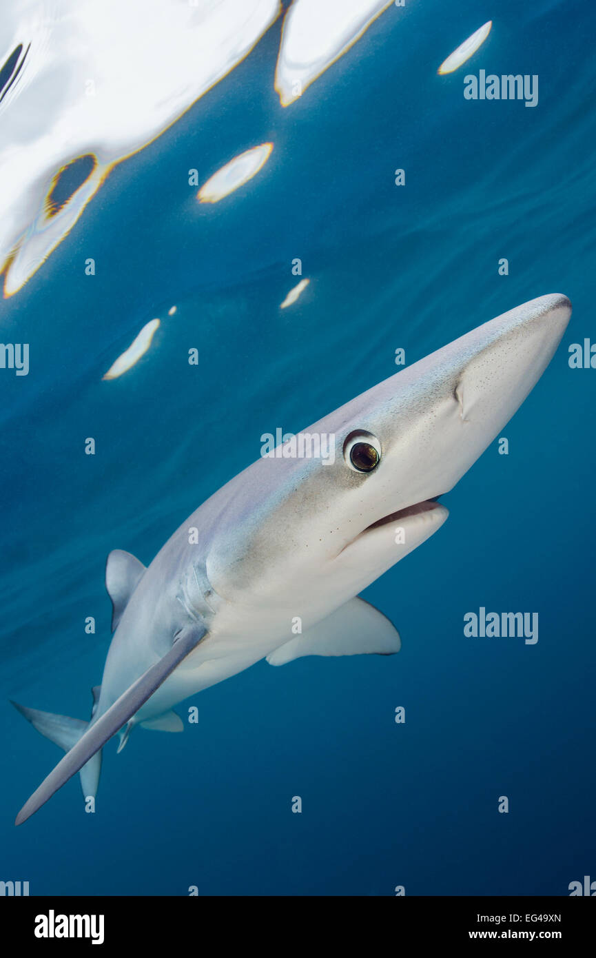 Blue shark (Prionace glauca) swimming near the surface the English ...