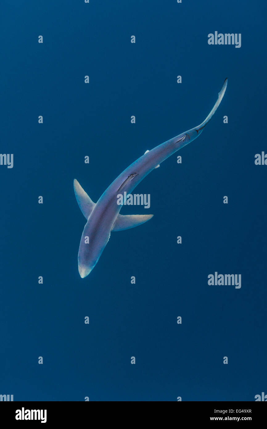 Blue shark (Prionace glauca) near the surface the English Channel ...