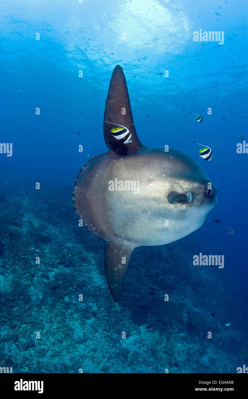 Ocean Sunfish (Mola Mola) Longfinned bannerfish (Heniochus acuminatus ...