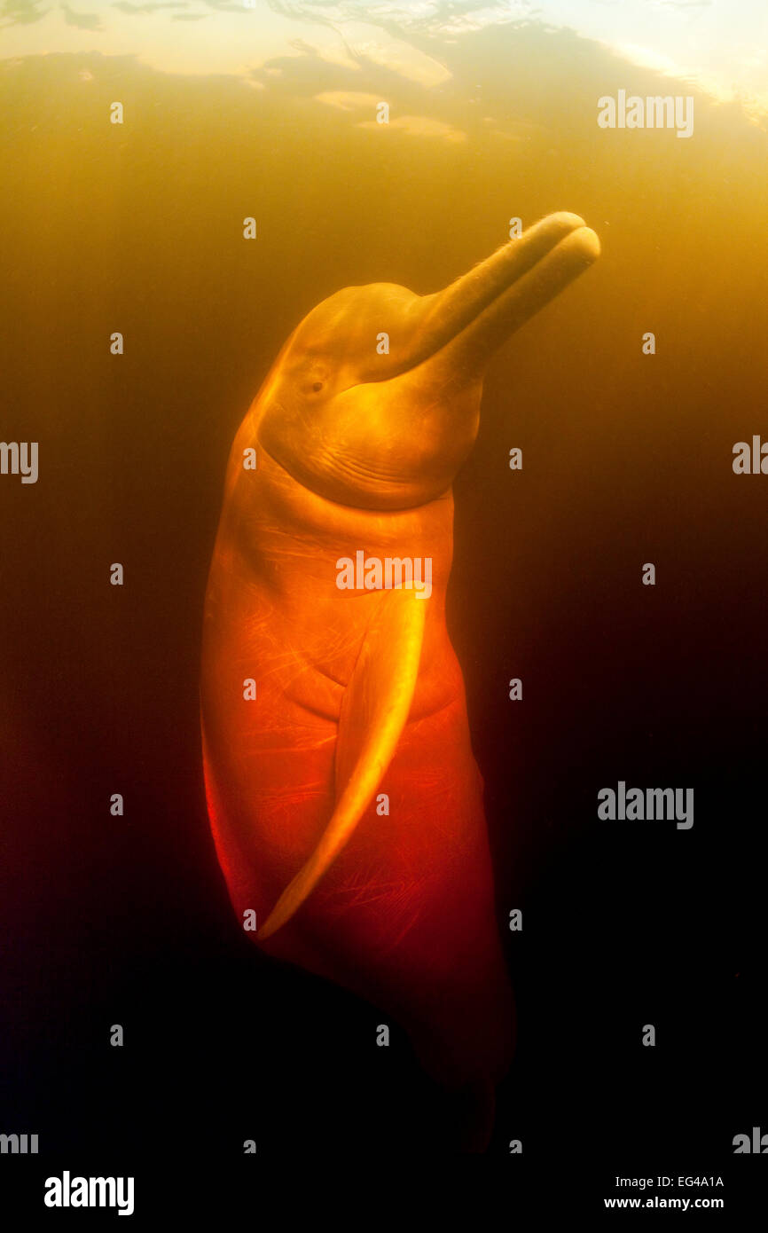 Pink River Dolphin High Resolution Stock Photography and Images - Alamy