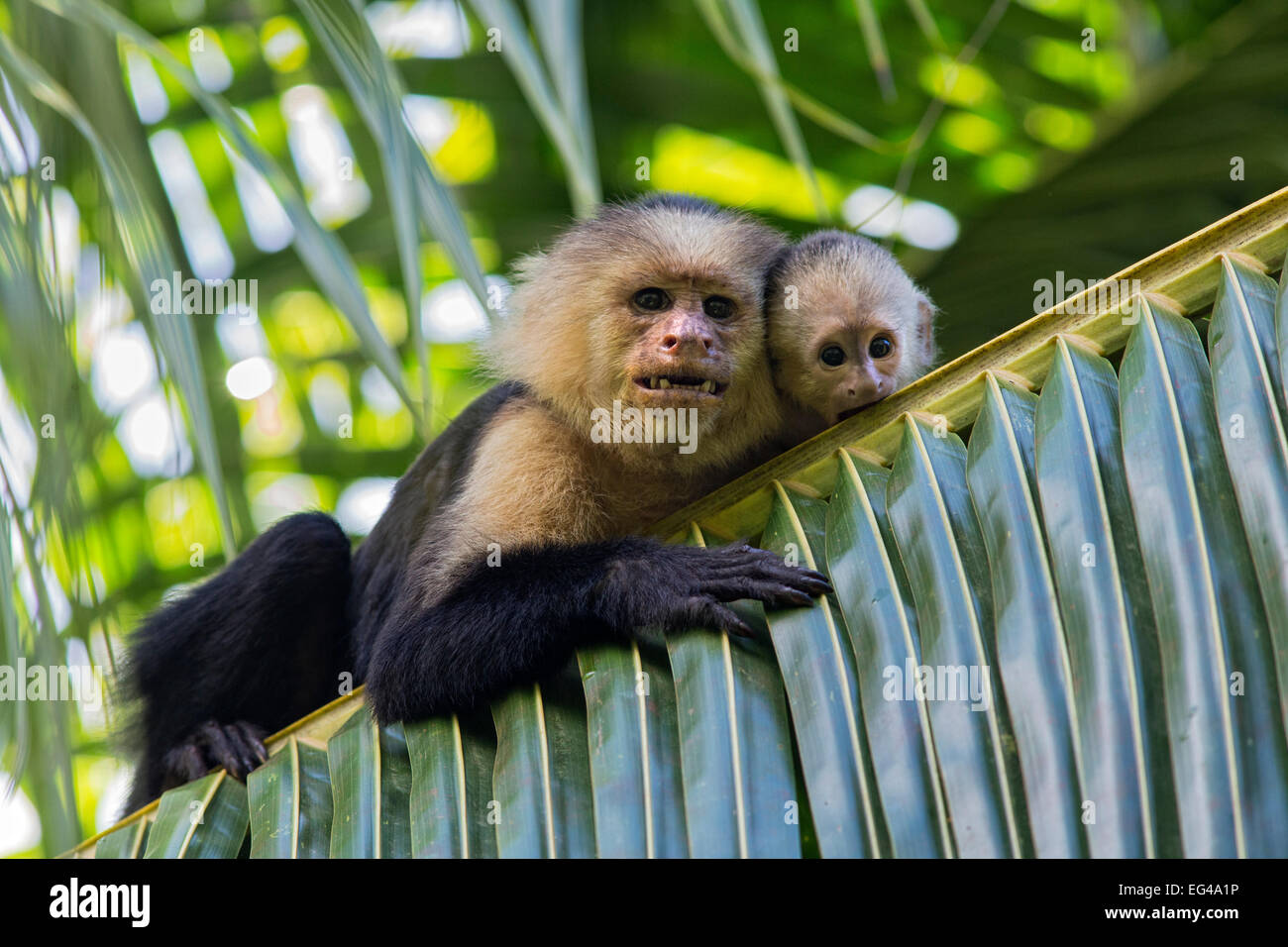 White-faced Capuchin (Cebus capucinus imitator) mother baby. Osa ...