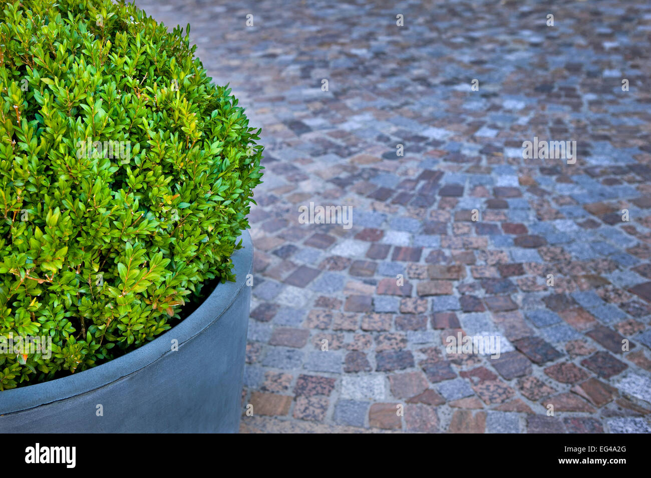 Boxwood in a pot on a paved square Stock Photo - Alamy