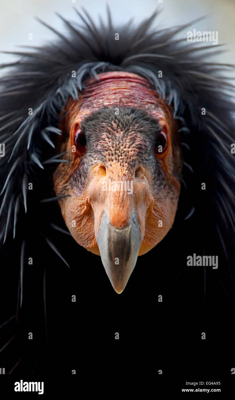Catalogue6 animal hi-res stock photography and images - Alamy