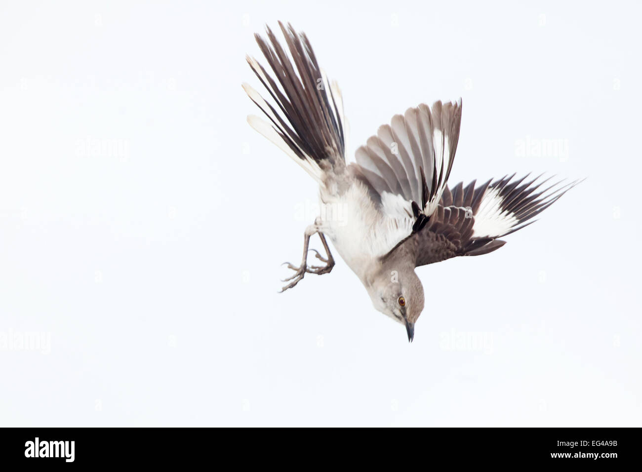 Mockingbird Flying Silhouette
