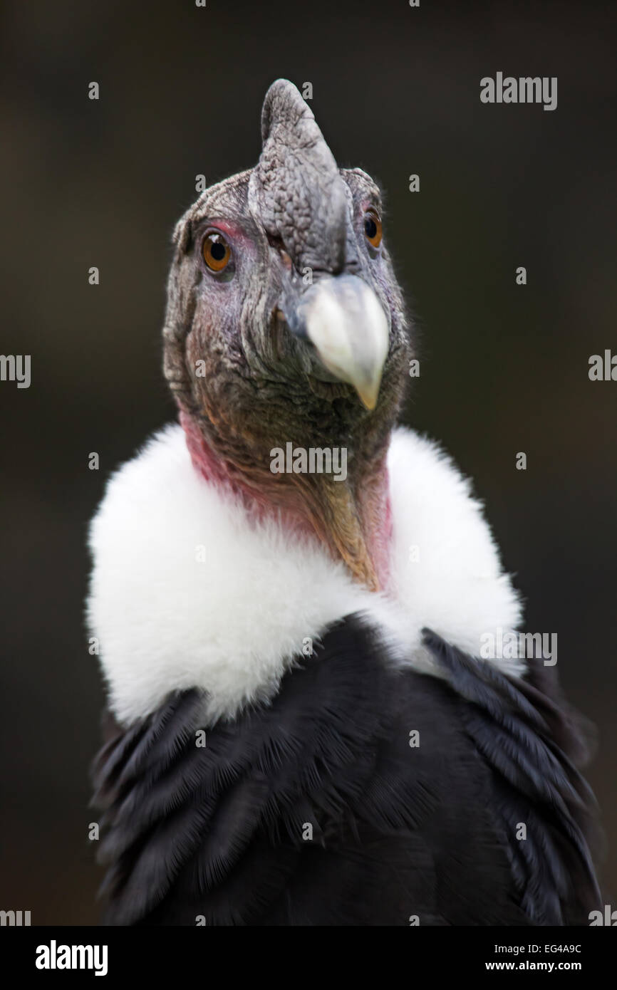Andean condor (Vultur gryphus) IUCN Near Threatened captive Stock Photo ...