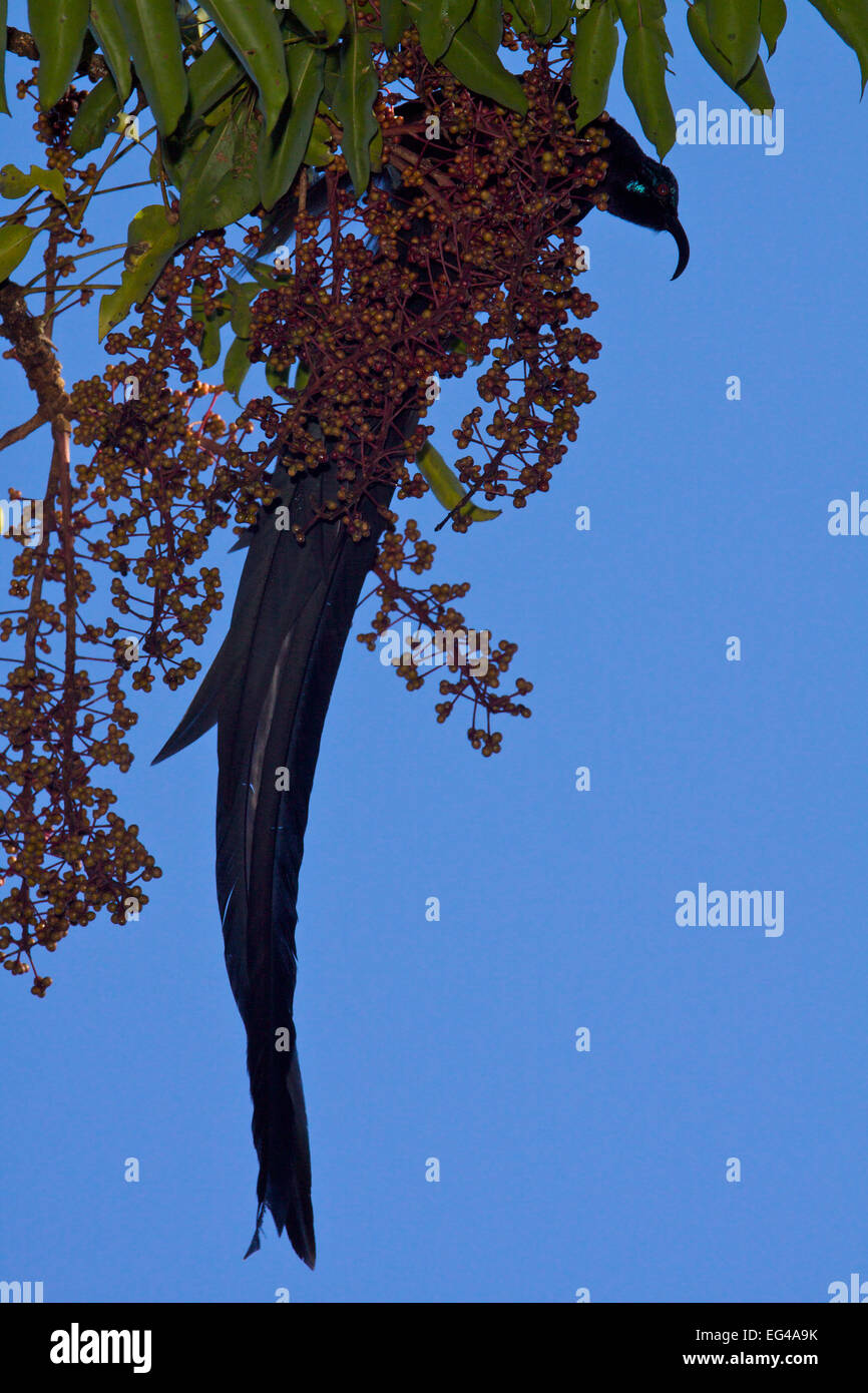 Black sicklebilled bird of paradise hi-res stock photography and images ...