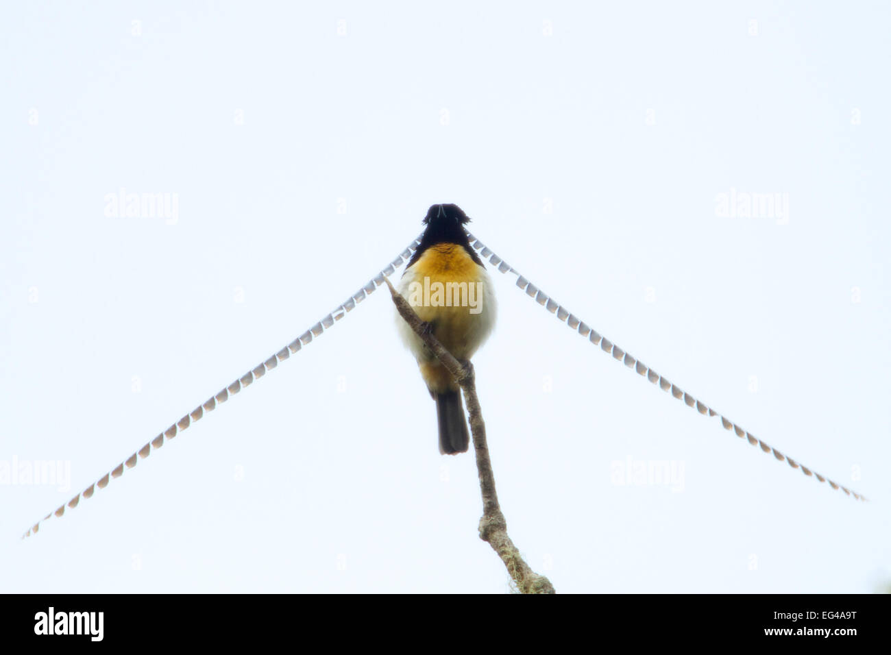 King saxony bird hi-res stock photography and images - Alamy