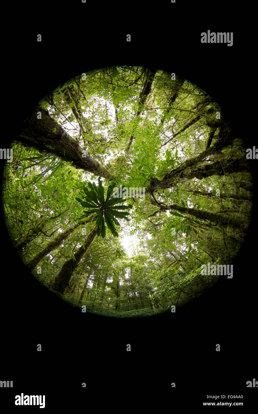 Rainforest interior views looking up Stock Photo - Alamy