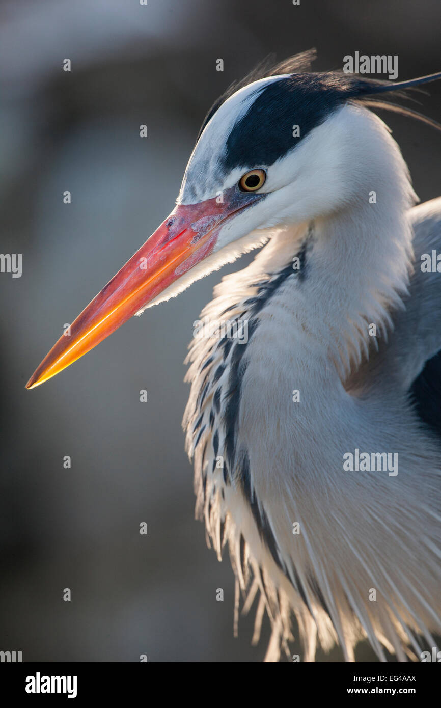 Grey heron (Ardea cinerea) adult in breeding plumage close-up head ...