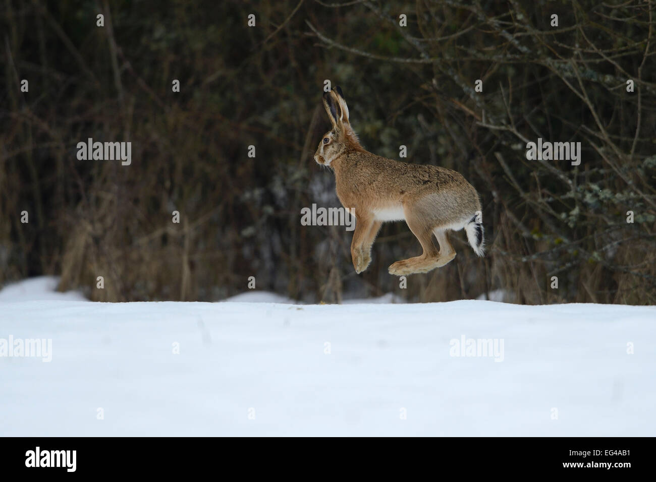 Hare (Lepus europaeus) jumping in snowy field Vosges France February ...