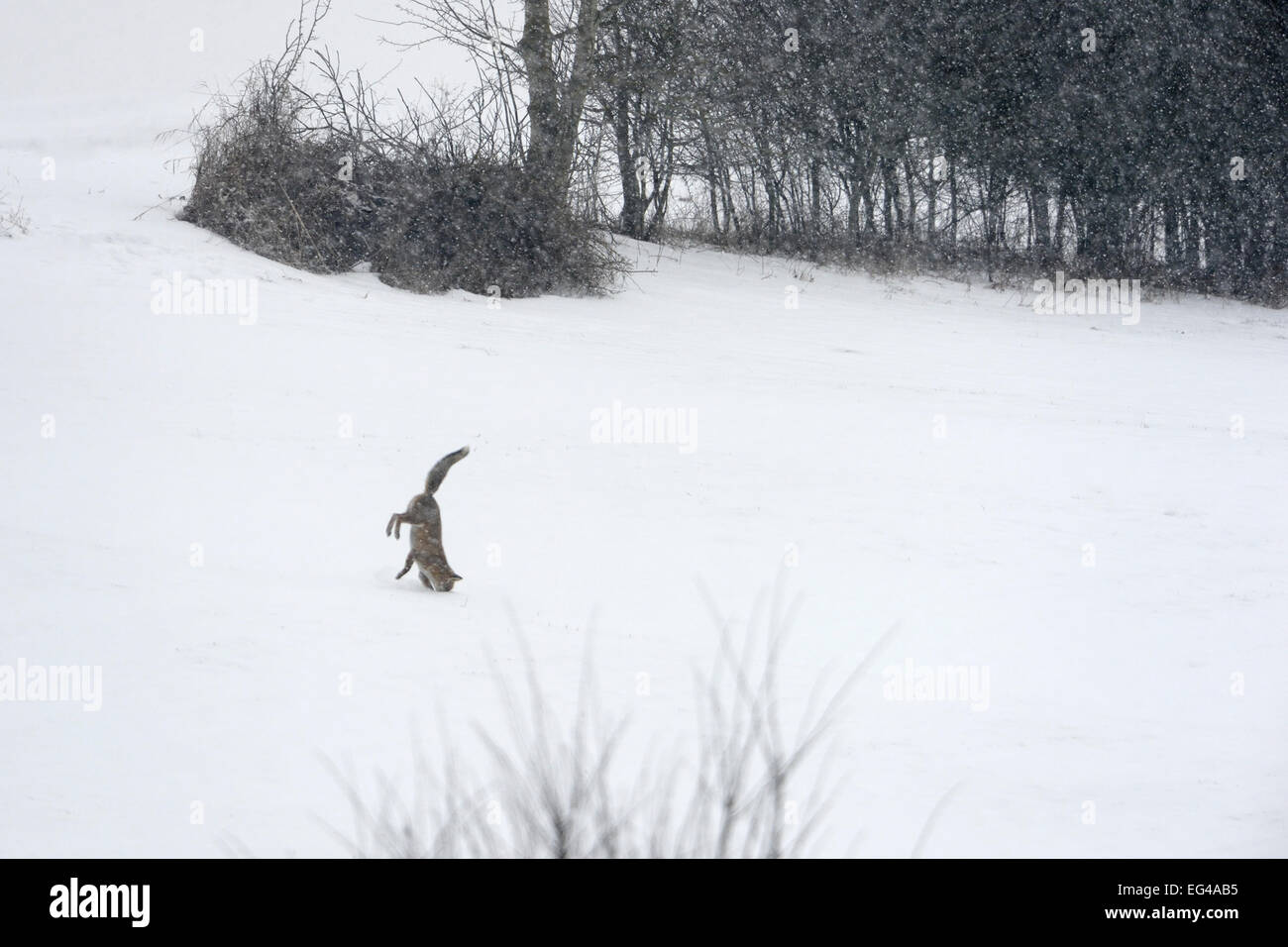 Red fox (Vulpes vulpes) jumping at prey in the snow Vosges France ...