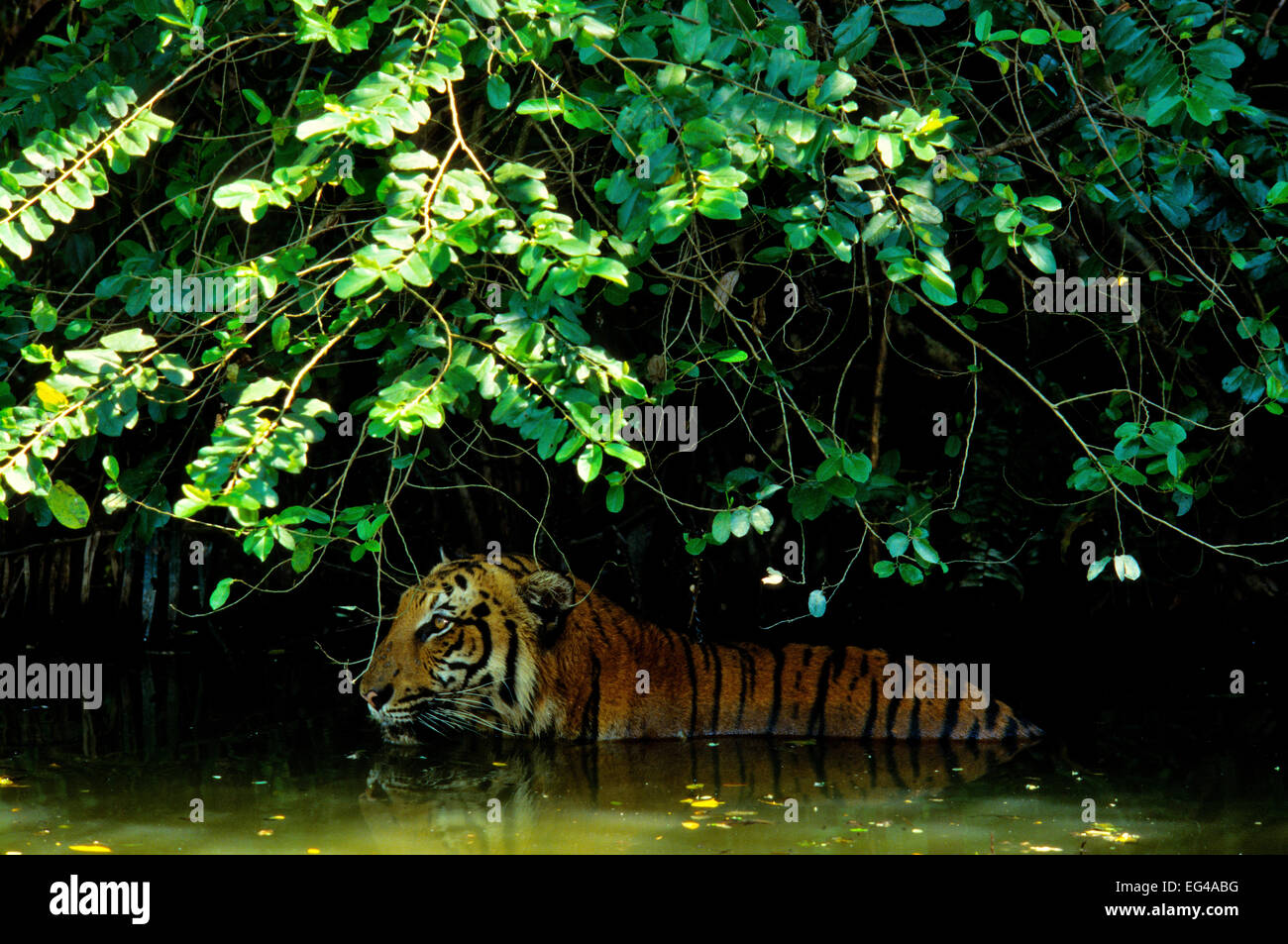 Malayan Tiger (Panthera tigris jacksoni) in river Malaysia. Captive in ...