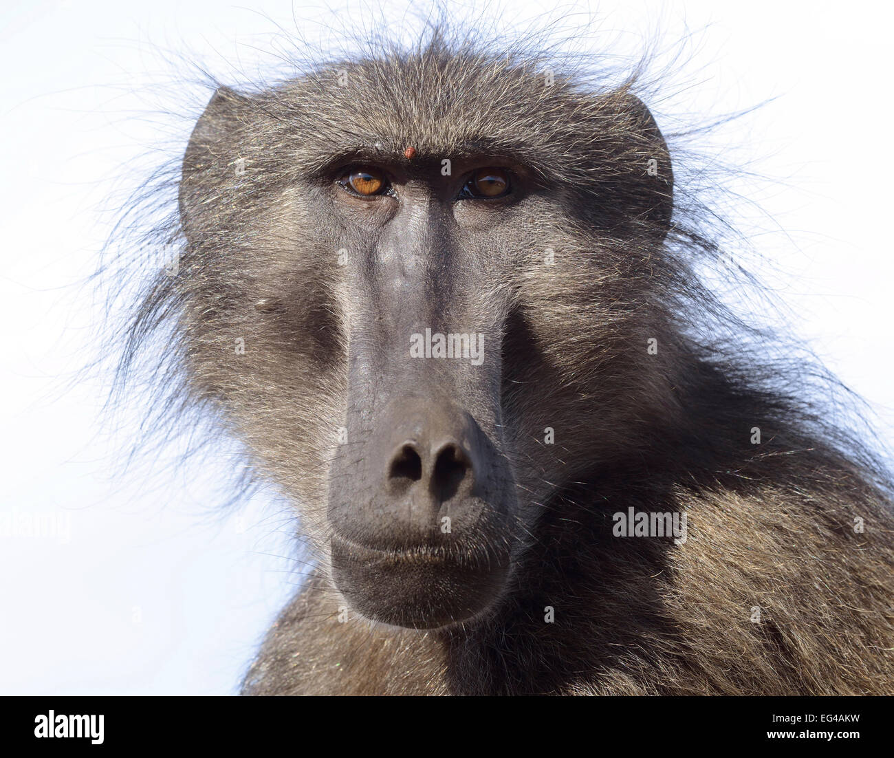 African Baboons