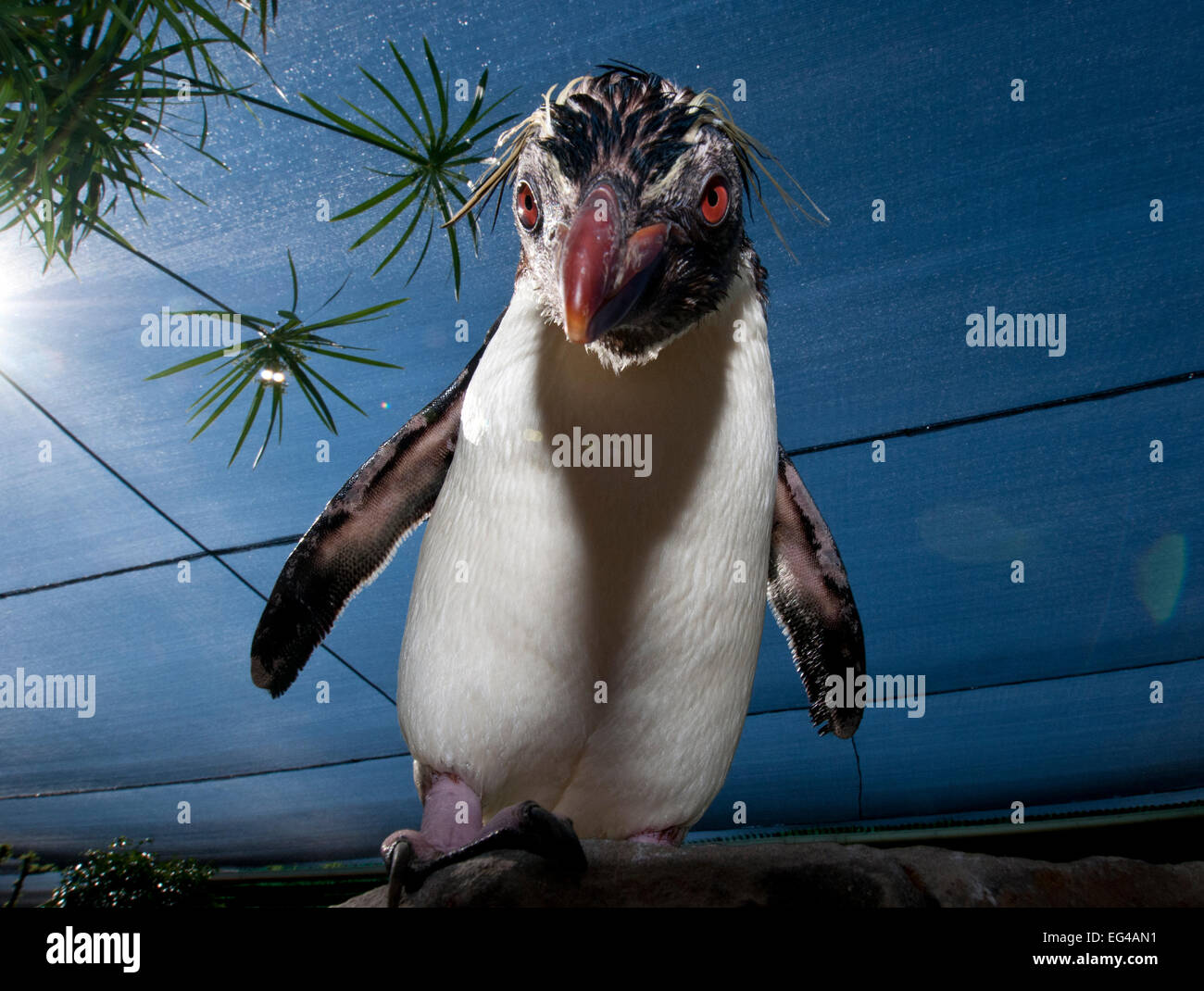 Southern Rockhopper penguin (Eudyptes chrysocome) tame bird "Rocky ...